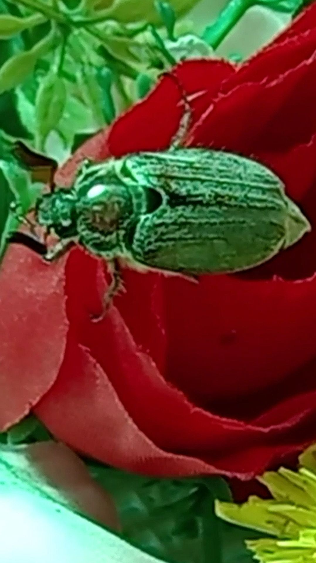 Майский Жук