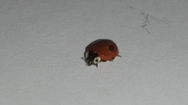 Двухточечная божья коровка Adalia bipunctata сем. Coccinellidae 02.12.2025 Подмосковье hg834dhu
