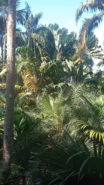 Время течёт иначе в этом саду Что скрывает Nong Nooch?