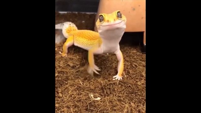 "Наши забавные животные"...