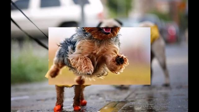 Т. Киселёва - "Под дождём гуляем с Моникой", для ф-но в 6 рук, мл. классы ДМШ