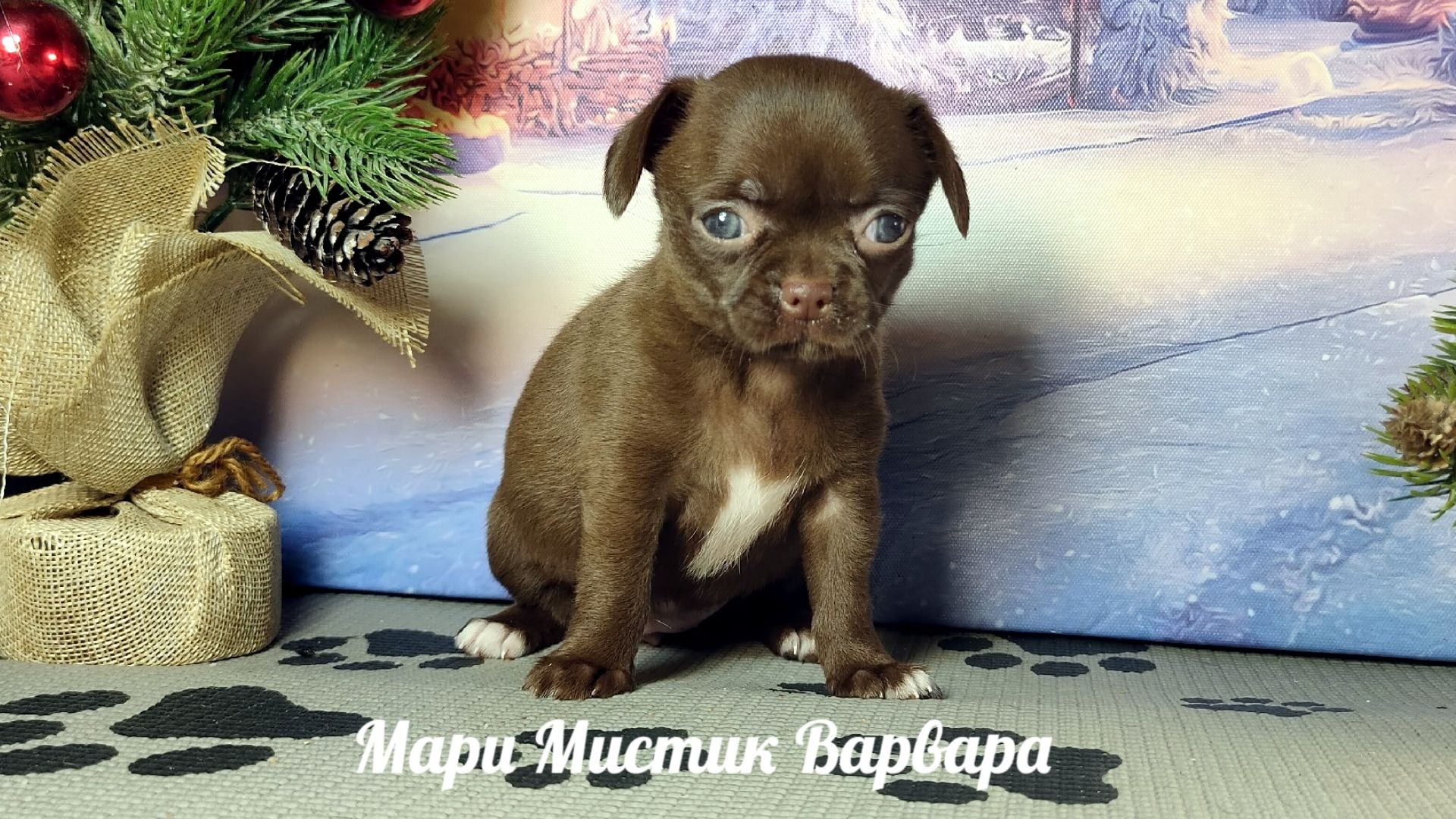 Варвара #скидки #купитьщенкачихуахуапродаю +79215950848