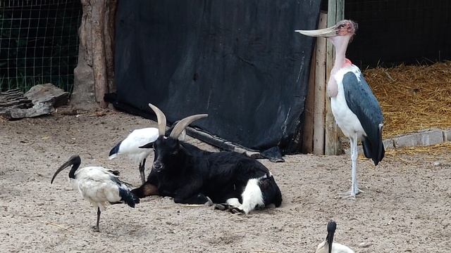 напишите кто их узнал