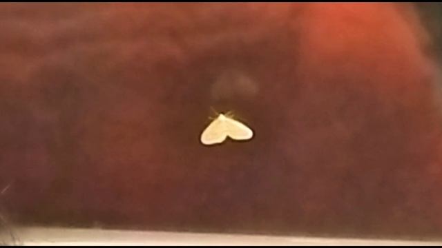 Неожиданная встреча, мотылек в метро зимой