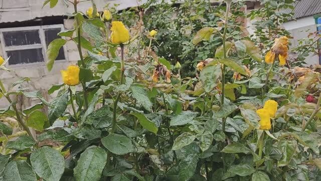 Влоги из деревни. Новый холодильник.  Закрываем сезон. Наводим порядок.
