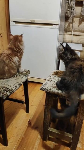 Хелависа, Хурма и Ханума: трёхмесячные кошечки играют и показывают характер!