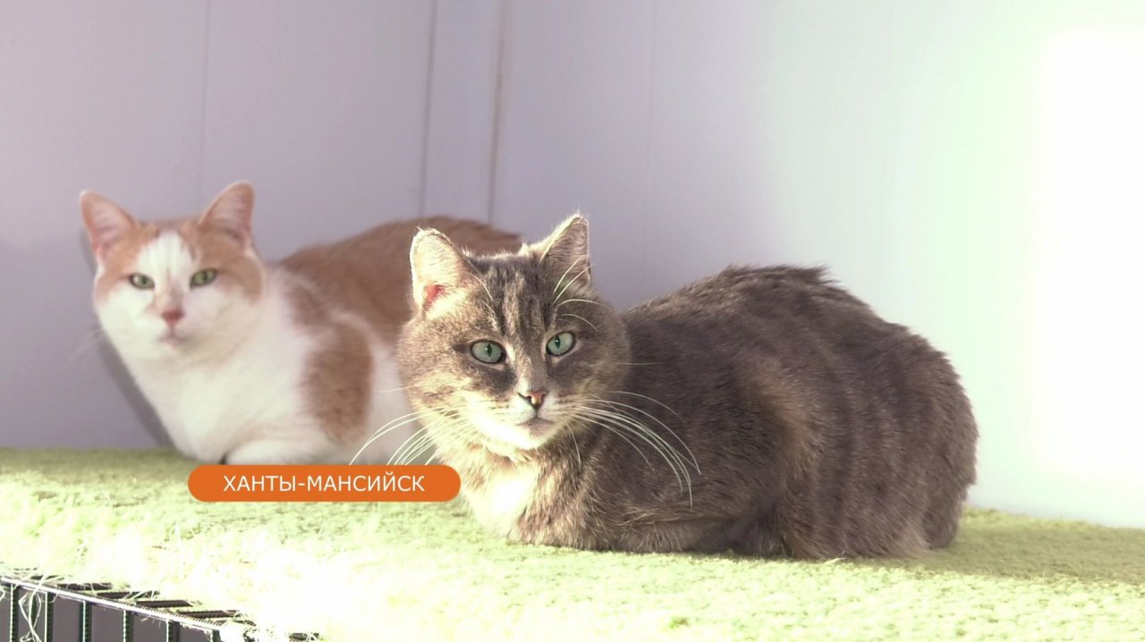 Ханты-мансийский приют помог 200 кошкам найти новый дом