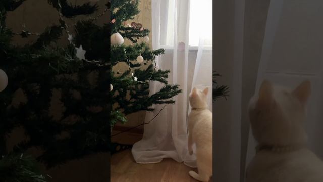 Милка и новогодняя ёлка