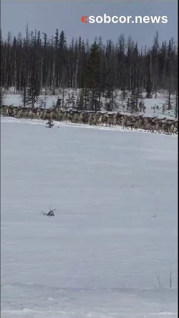 На Камчатке большое стадо оленей перекрыло дорогу автомобилистам