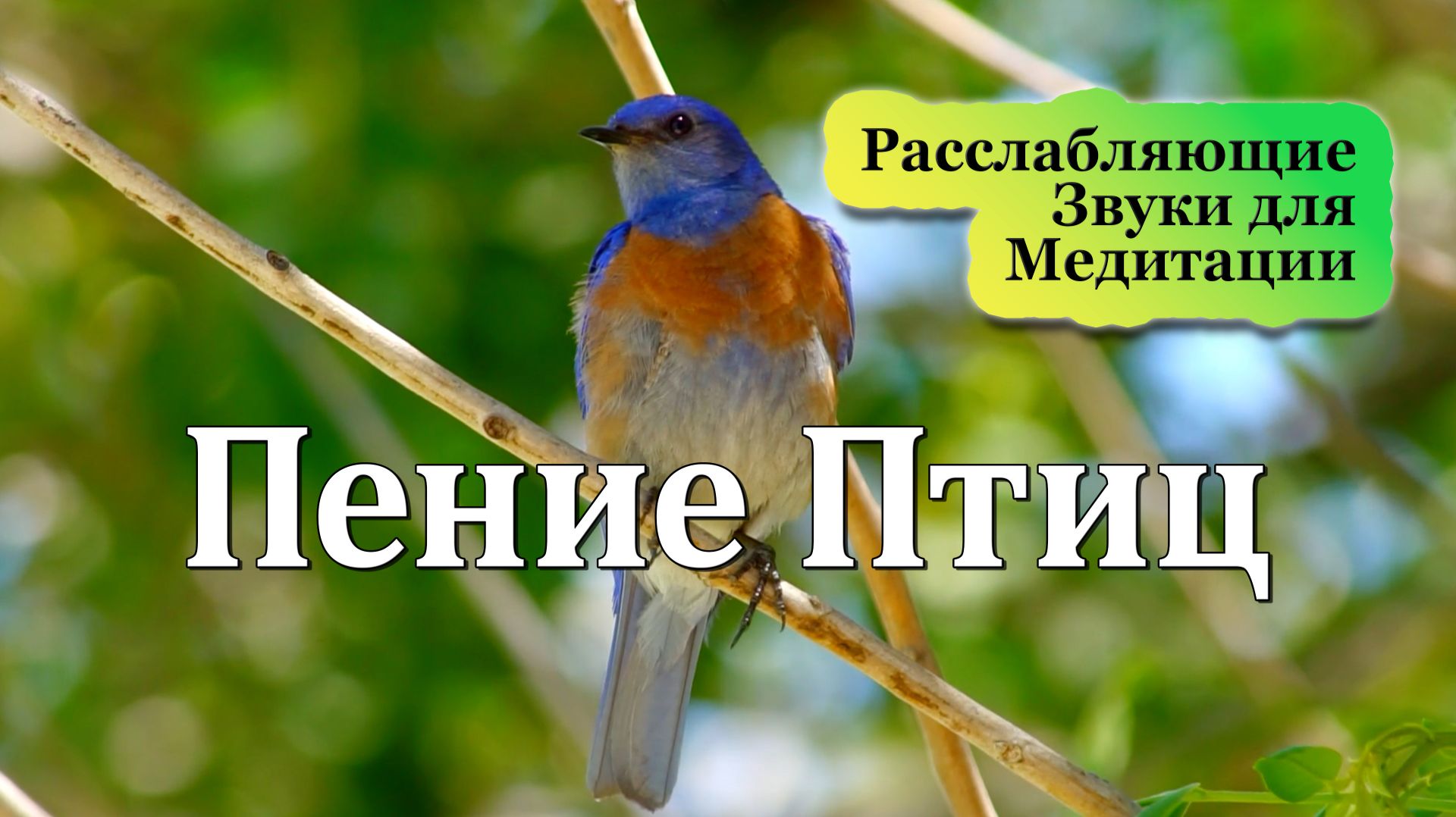Пение Птиц в Природе | Расслабляющие Звуки для Медитации, Сна и Фокуса 🌿🕊️🌿