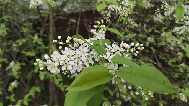 14-ДАЧА .подарок от Светы 😁две гортензии, роза и лаванда😉2 часть(14.05.-16.05.21)