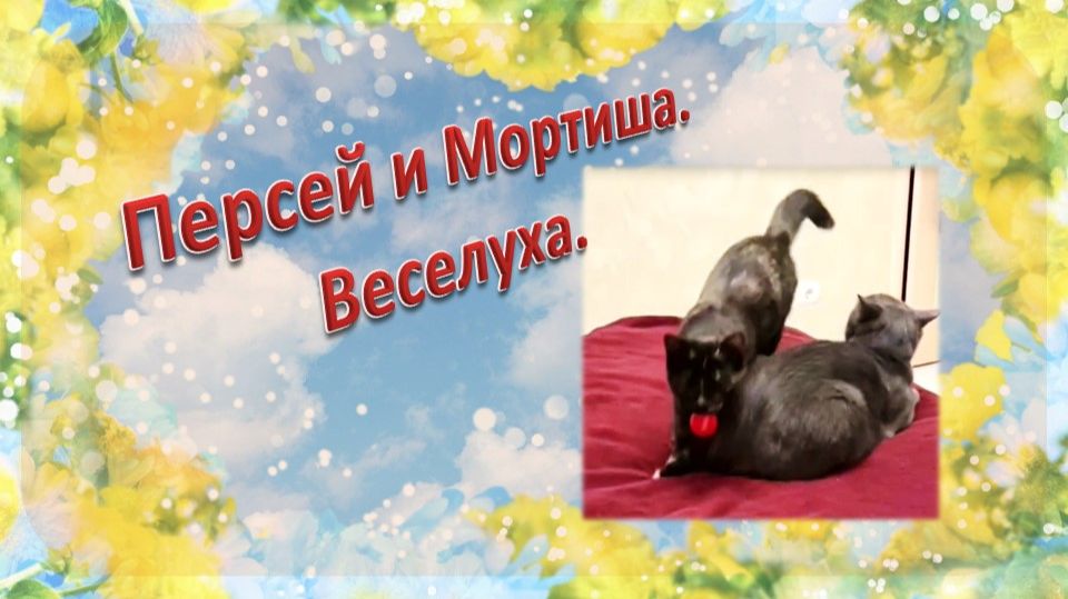 Персей и Мортиша. Веселуха.