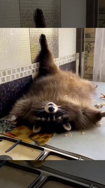 Живешь скучно - заведи енота!