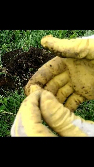 Старинное обручальное кольцо