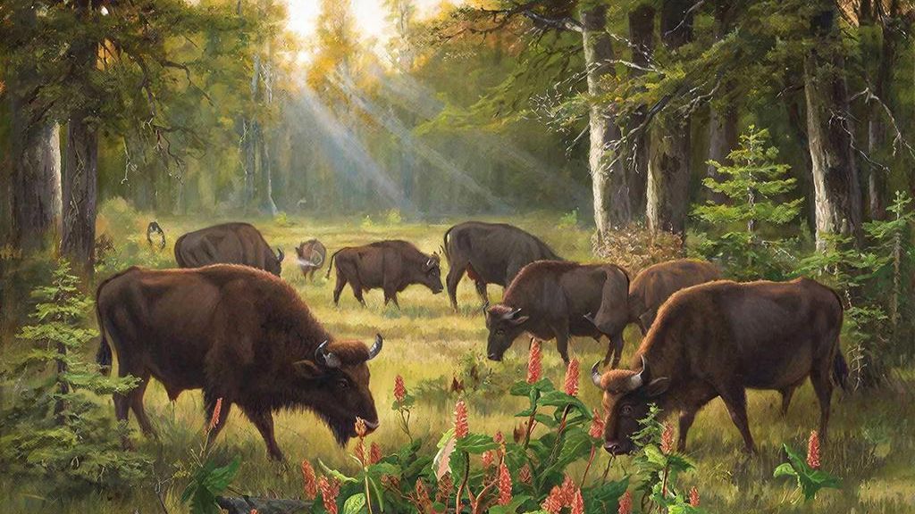 Зубровник I Дорога I Зубры