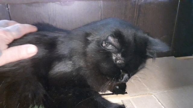 Мишка дома.