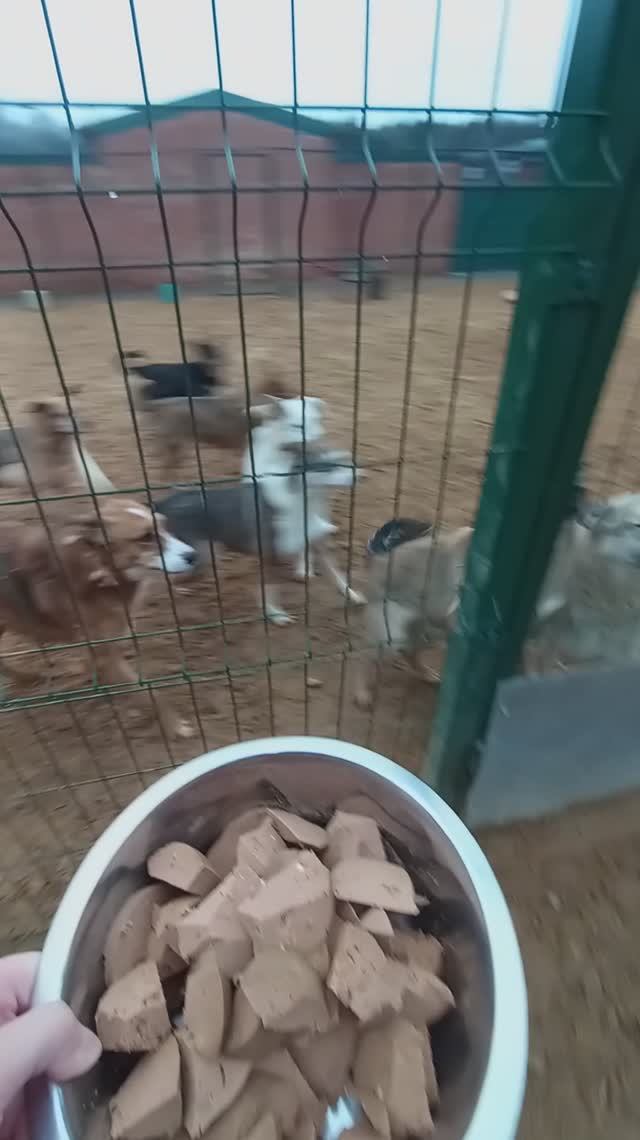 "Неси вкусненькое!" ❥ Хроника #без_монтажа ❥ Приют в Малинках, 3 декабря 2025