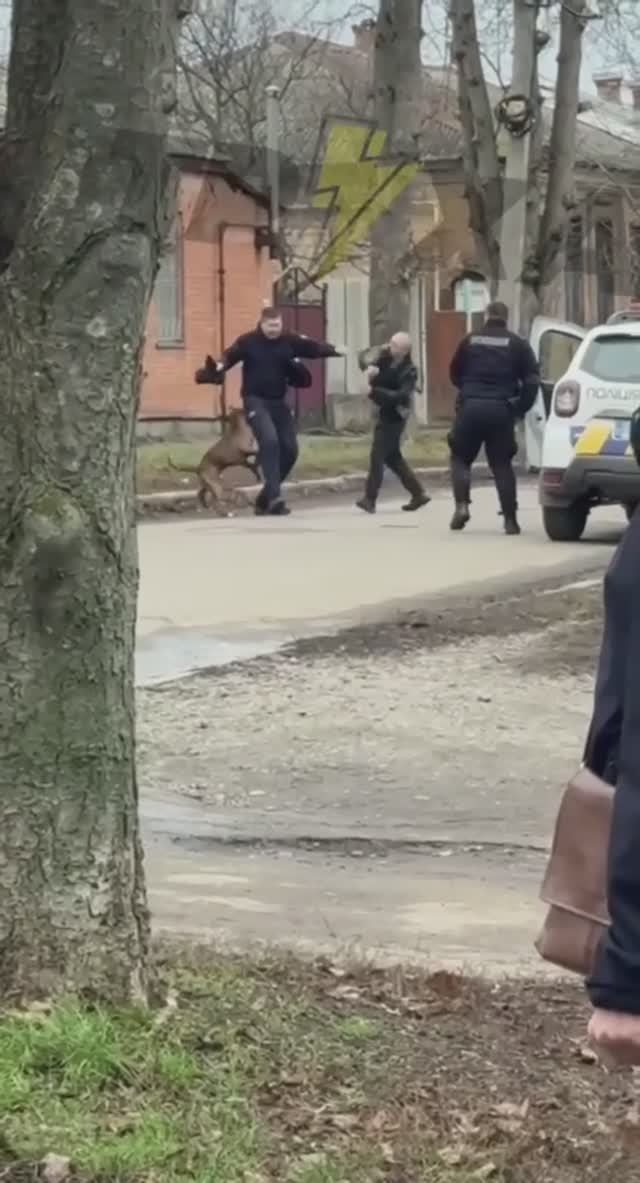 Бойцовская собачка рвёт полицаев за попытку могилизации своего хозяина 🐶