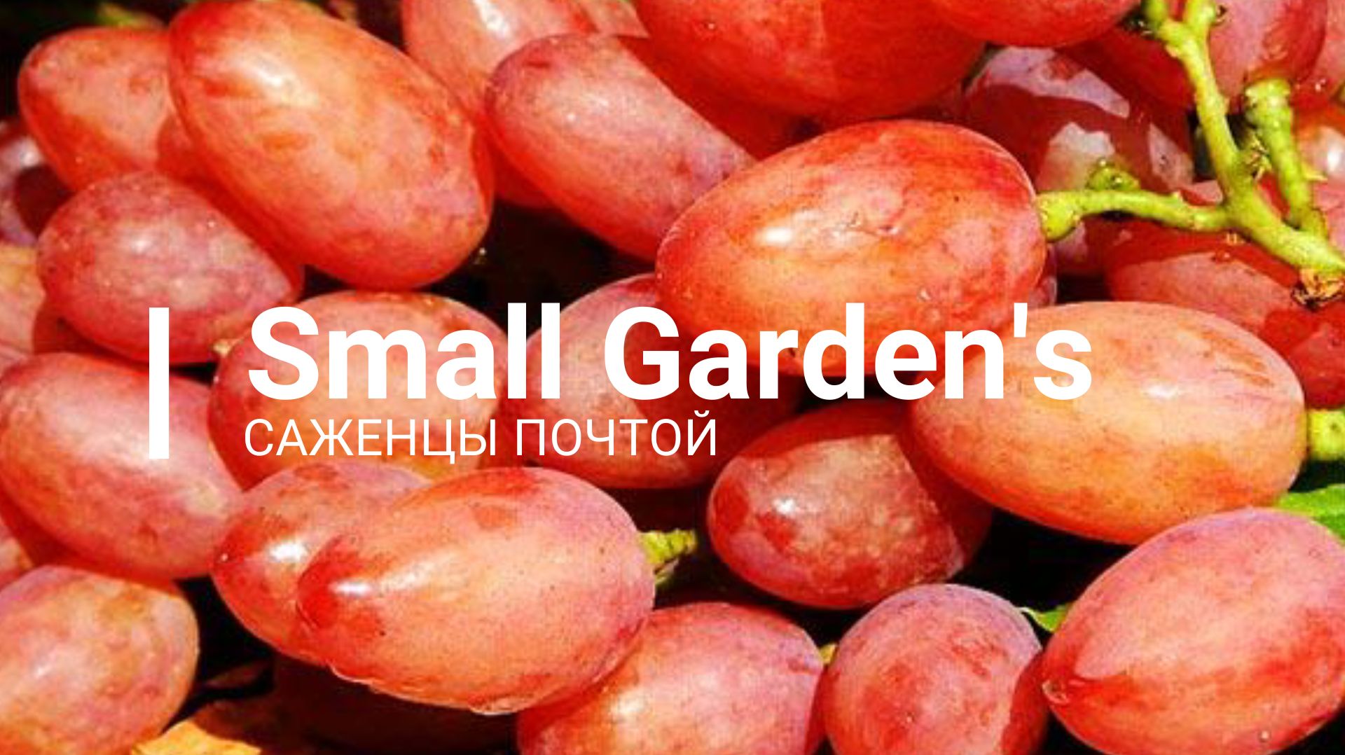 Кишмиш Лучистый саженцы почтой от Small Garden's