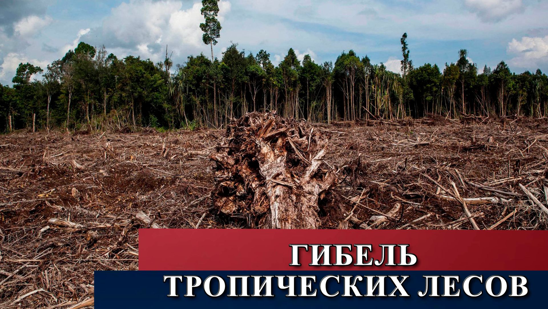 Гибель тропических лесов.