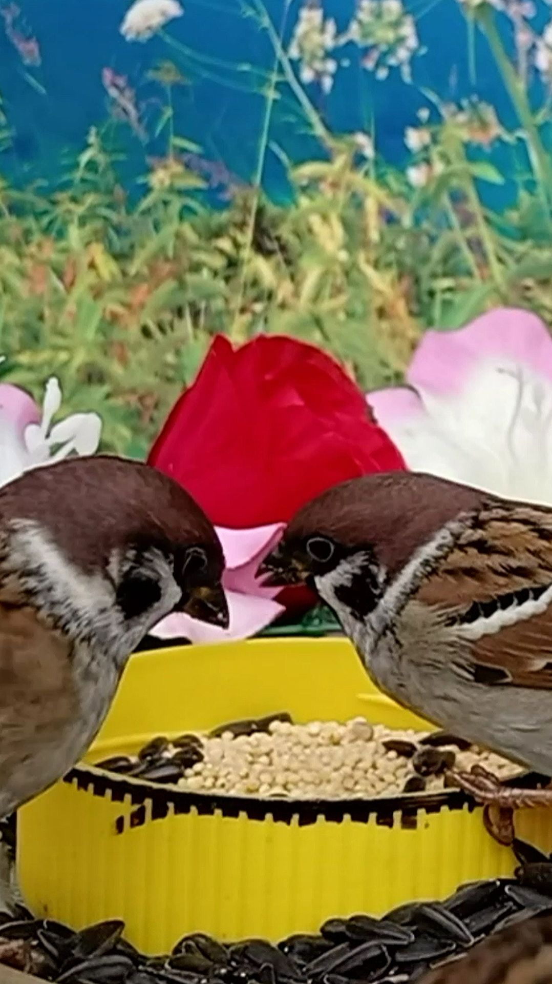 Домовые Воробьи на кормушке