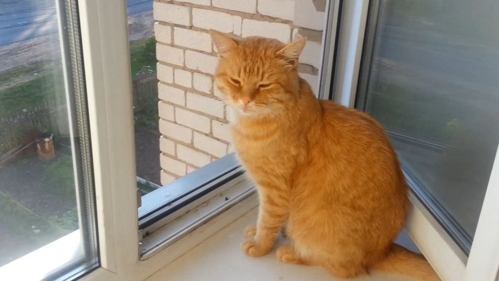 Летний Мишка