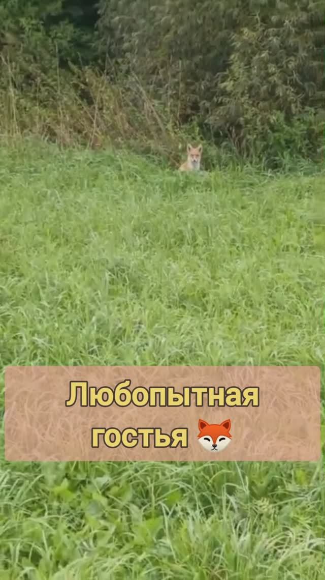 Лиса прямо у дома — редкая съёмка в сельской местности: от спокойного любопытства до резкого побега