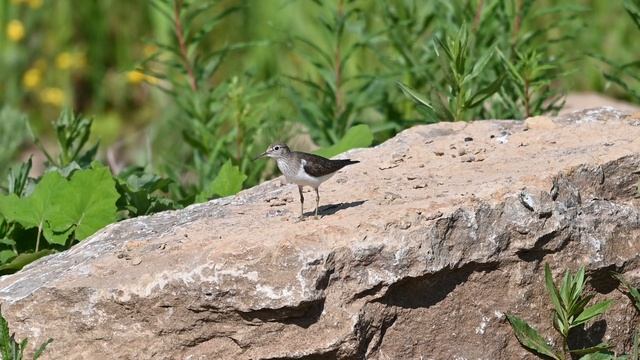Перевозчик. С берега на берег