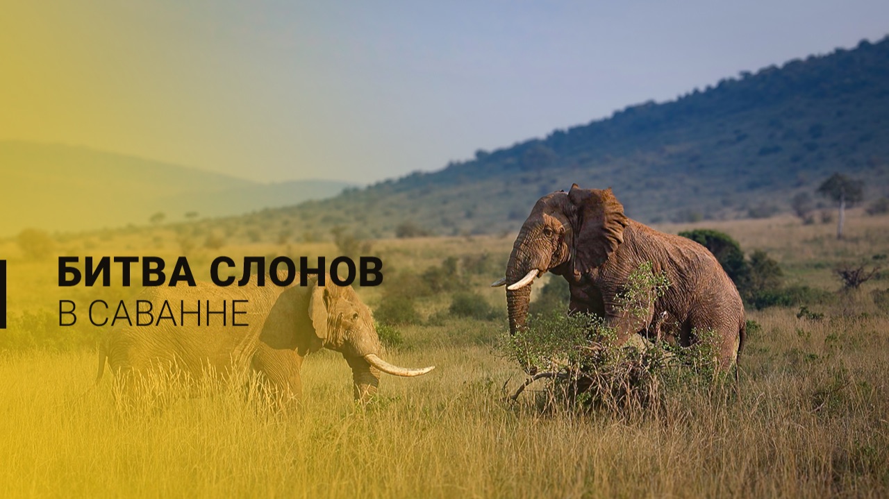 Битва африканских слонов