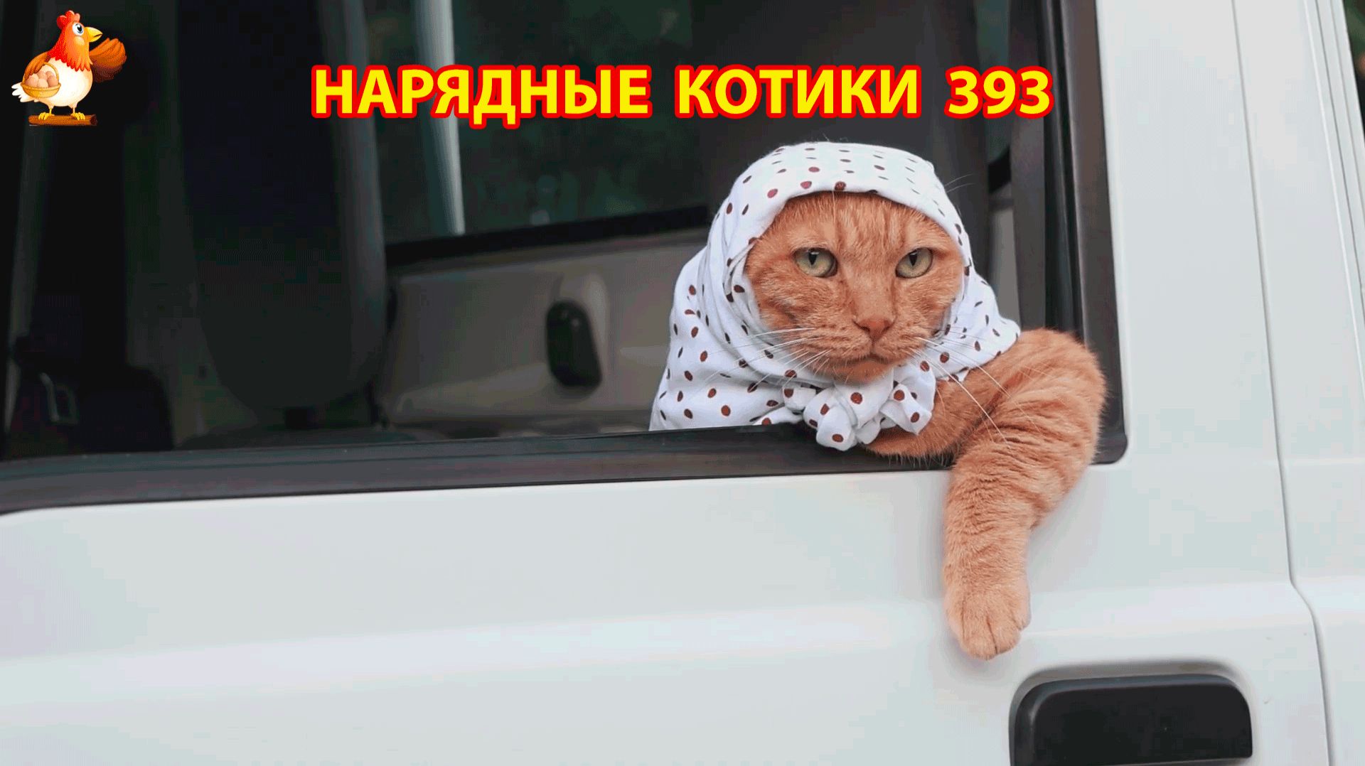 Нарядные Котики расслабляются на солнышке 🌞 🐈🐈🐈 (393)