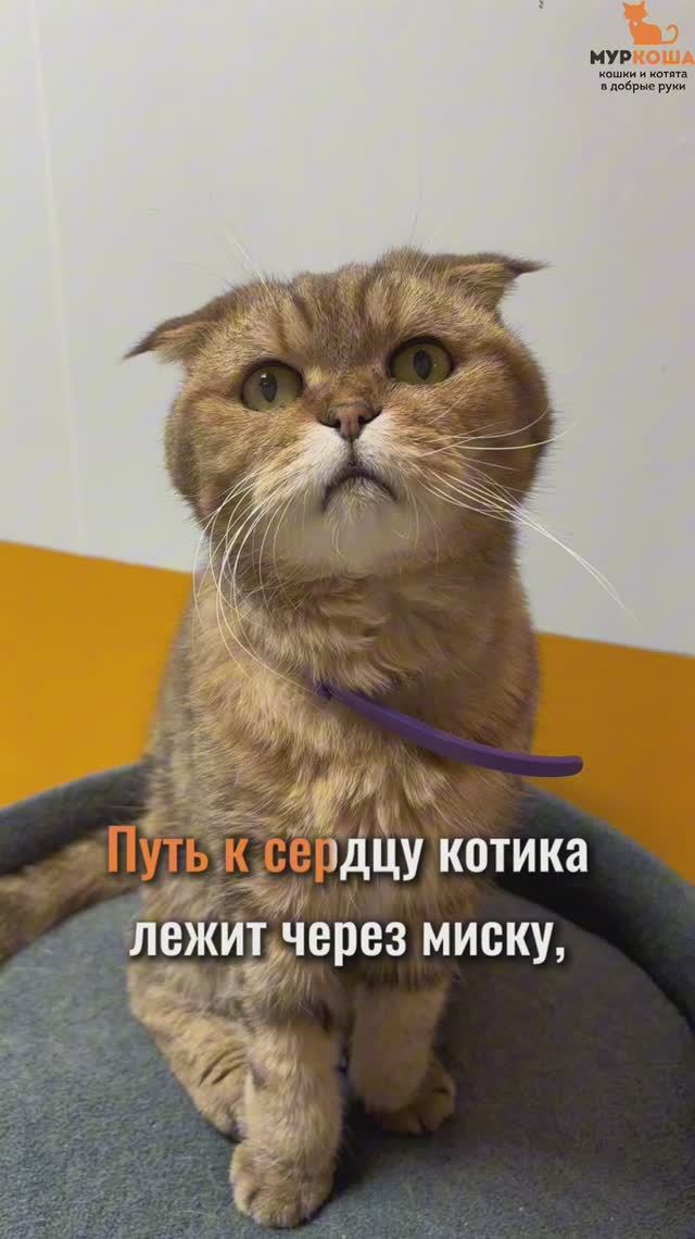 Фелиса ждёт вас в приюте #Муркоша