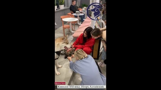 Как социализировать собаку. Кинолог Игорь Алтайский.