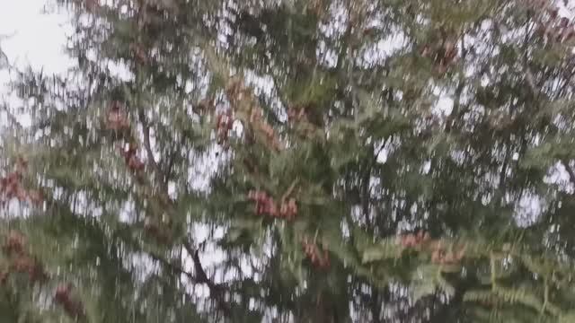 Ждем зиму...все еще ждем