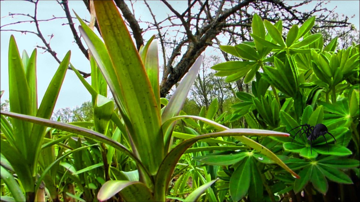 Лилии в мае. Ещё расти и расти...