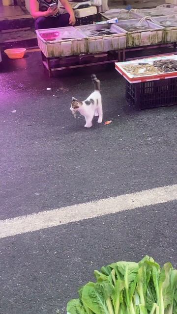 Добываель креветок