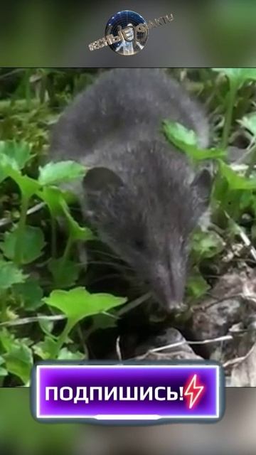 Водяная землеройка кутора - Neomys fodiens (@infackts)