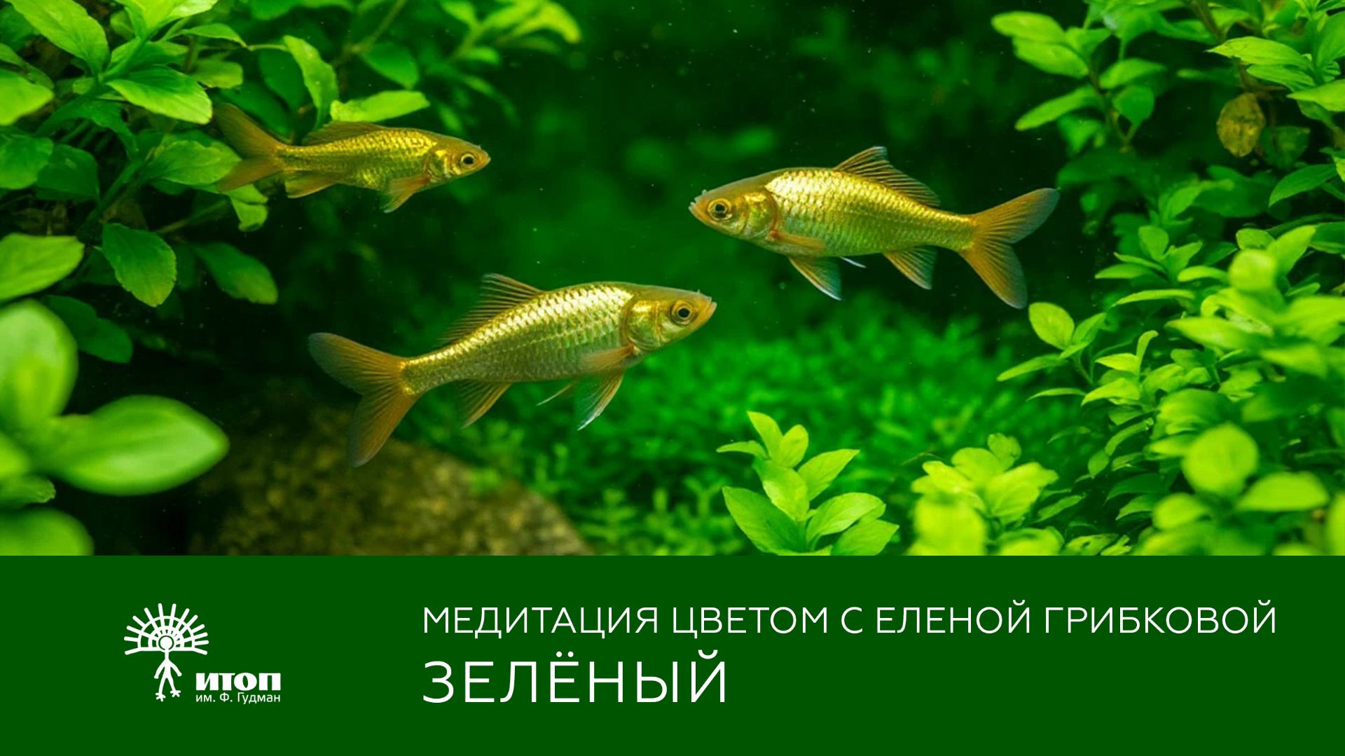 Медитация цветом Зелёный от Елены Грибковой