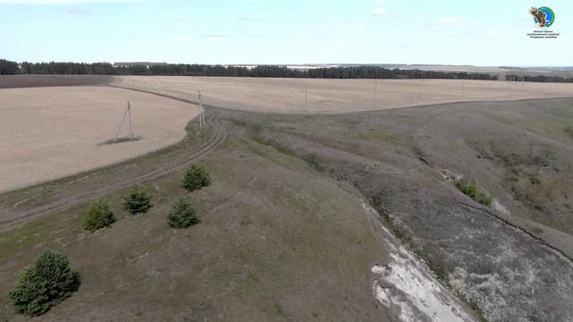 Вещание Гамаюна 11. Мышелов (Канюк обыкновенный). 2025