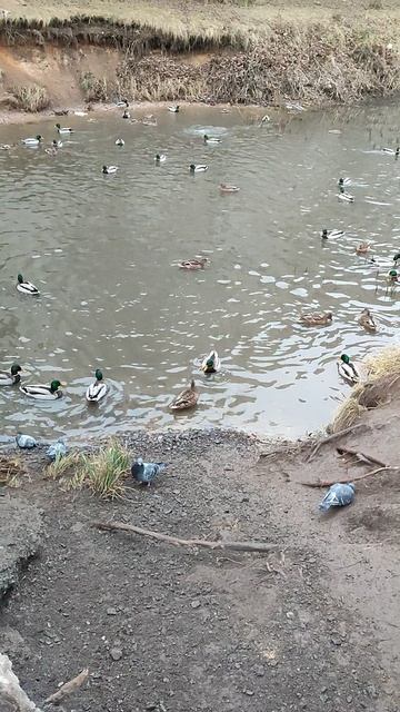 Дикие утки!