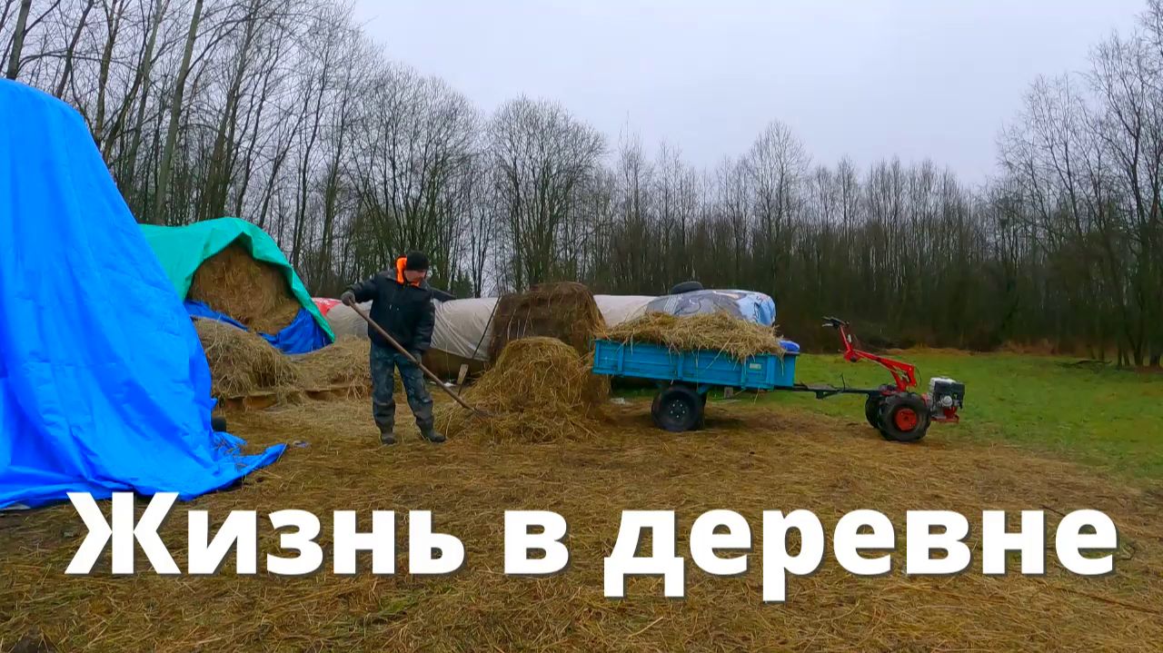 Теперь и "тепленькая пошла"!  Размеренные делишки теплого декабря. Жизнь в деревне