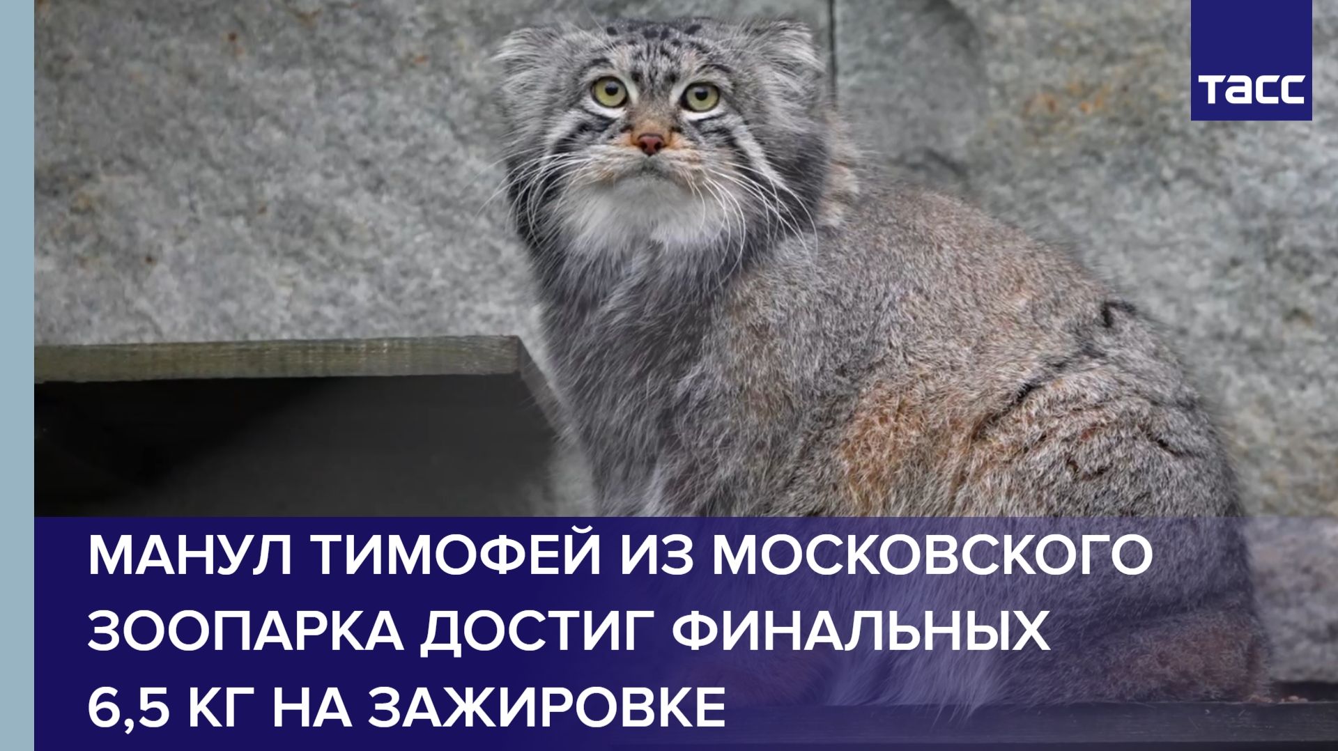 Манул Тимофей из Московского зоопарка достиг финальных 6,5 кг на зажировке