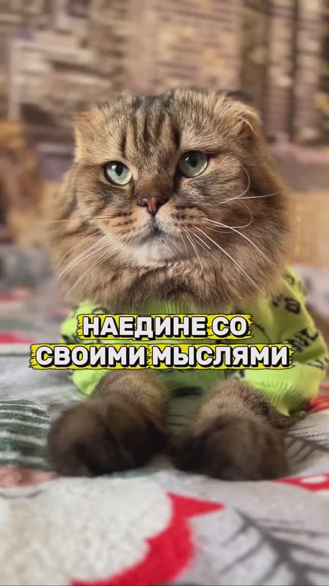 Ну жиза же?😹