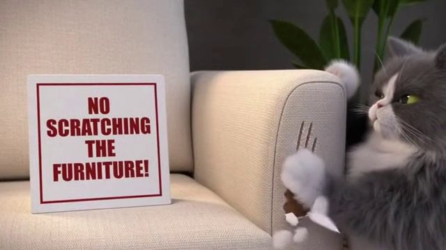 Кот не по правилам