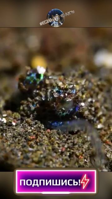 Короткохвостые кальмары колибри (@infackts)