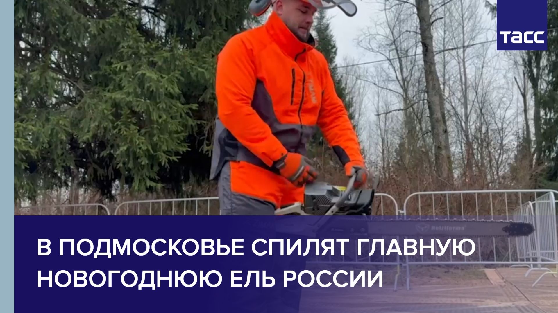 В Подмосковье спилят главную новогоднюю ель России