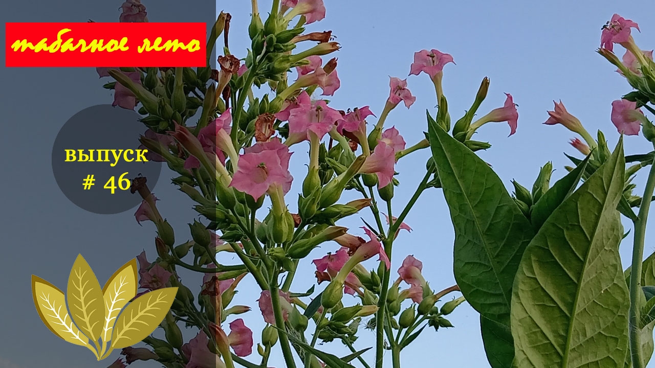 Выпуск #46 Хранение листа табака