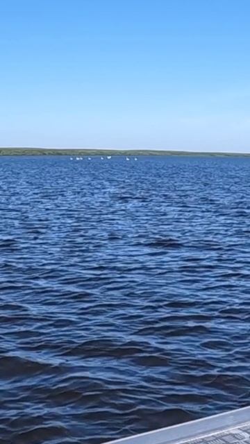 Лебединный взлёт!