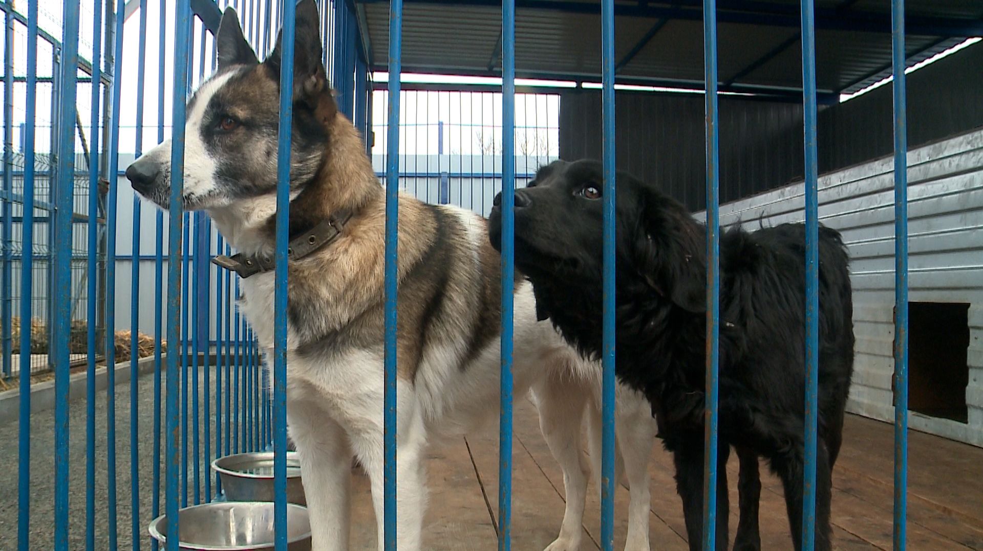 Неравнодушные жители Георгиевска переживают за собак в ПВС