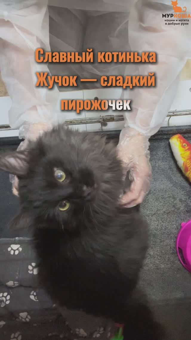 Жучок ждёт вас в приюте #Муркоша