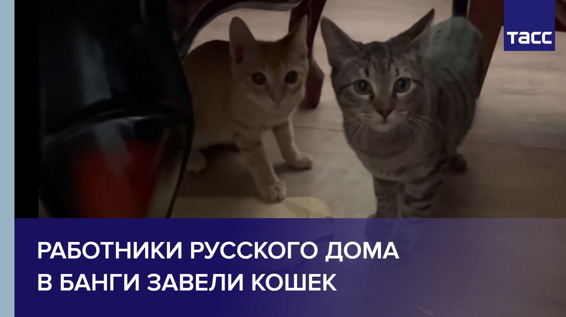 Благодаря Русскому дому жители столицы ЦАР начали заводить кошек